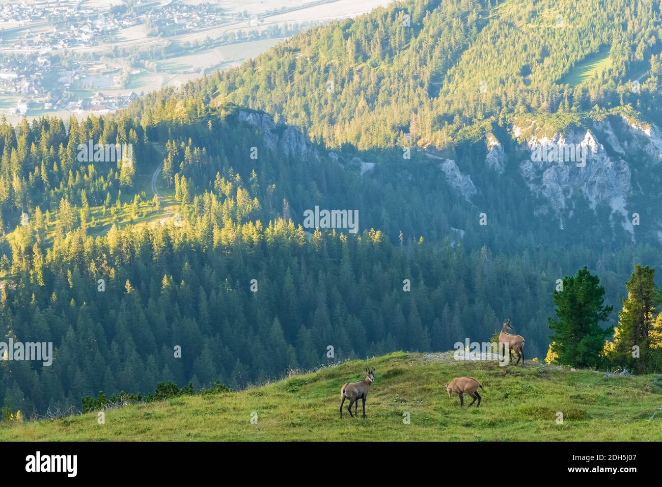 A high angle shot of three deer in the mountain Stock Photo - Alamy