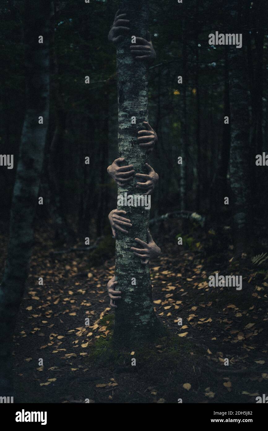 Creepy Conceptual Hands Grabbing Tree In Horror Forest Stock Photo - Alamy