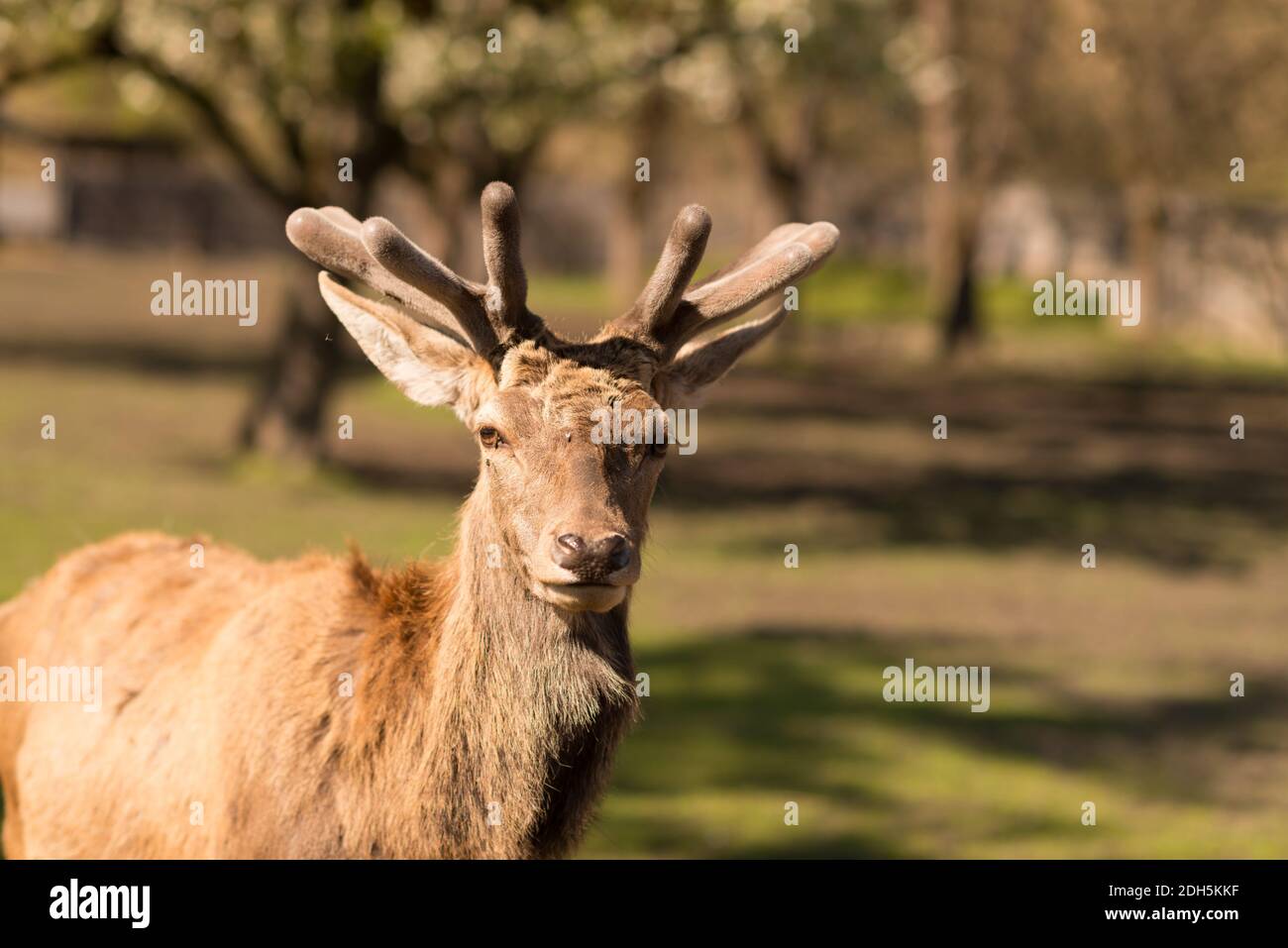 A portrait of a beautiful deer Stock Photo - Alamy