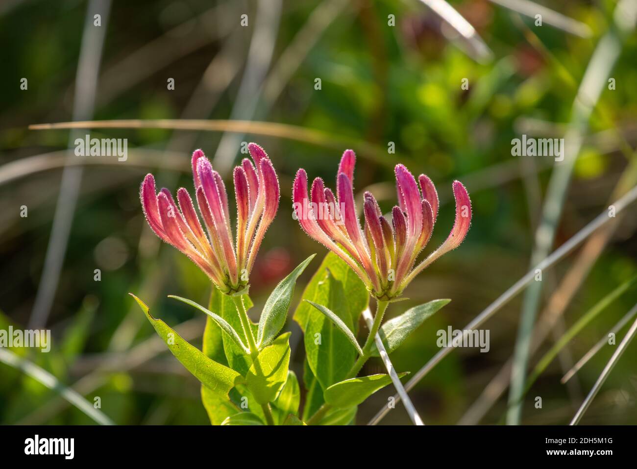 Honeysuckle rose hi-res stock photography and images - Alamy