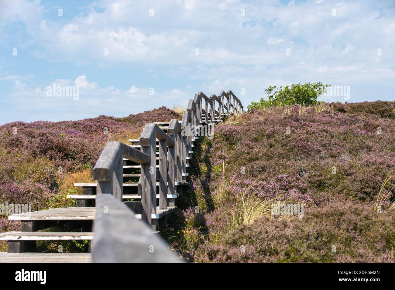Heathland scenery hi-res stock photography and images - Alamy