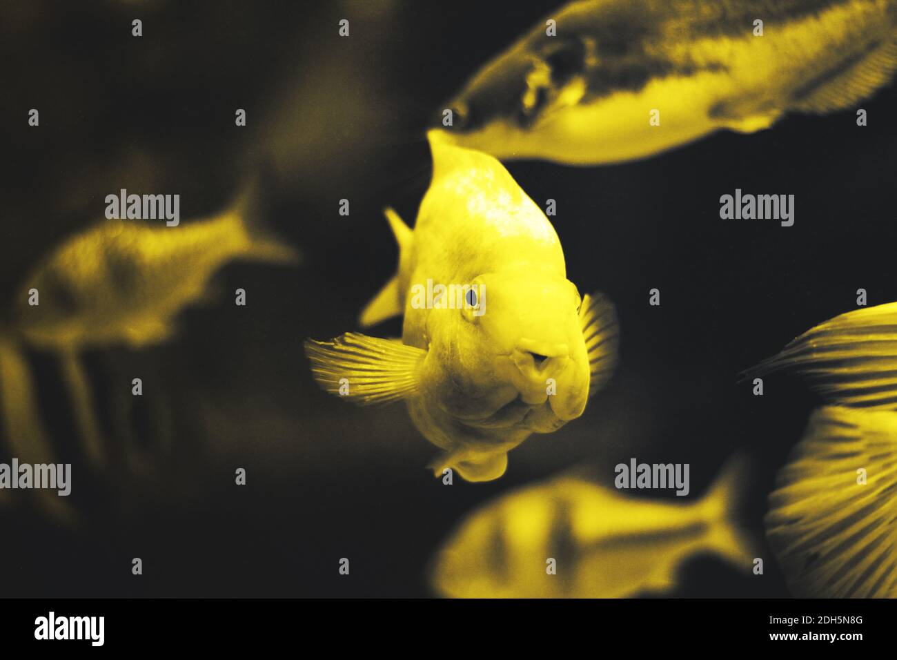 Golden hue illuminating hi-res stock photography and images - Alamy