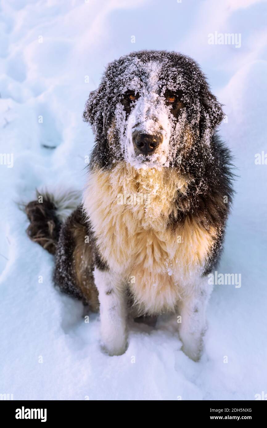 Are Bananas Good For The Karakachan Dog