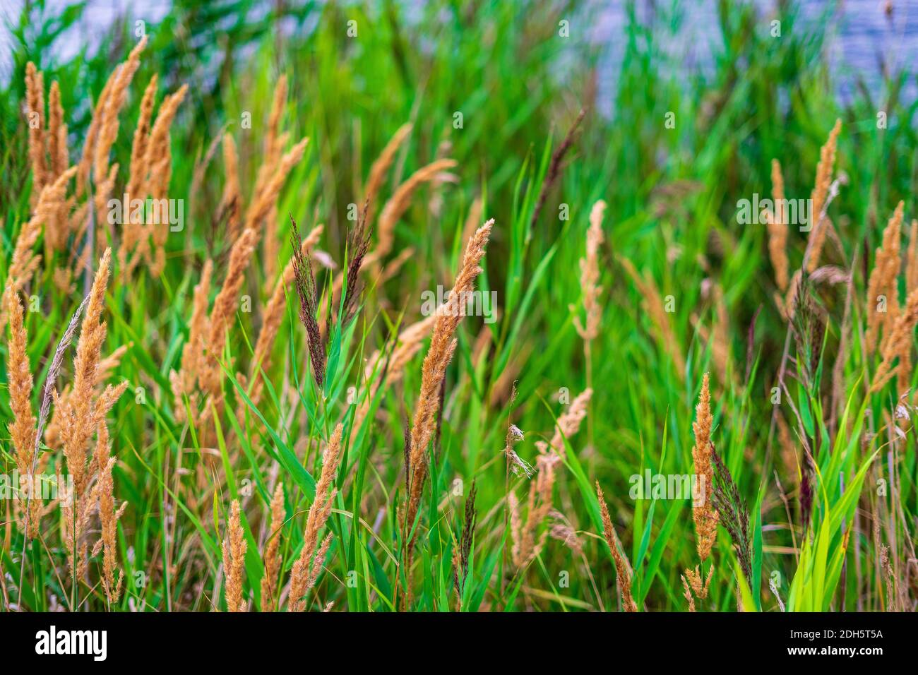 Meadow fescue grass hi-res stock photography and images - Alamy