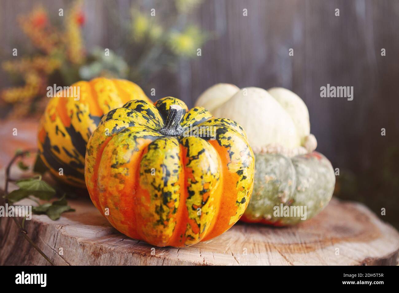 Pumpkins leaves autumn spices hi-res stock photography and images - Alamy