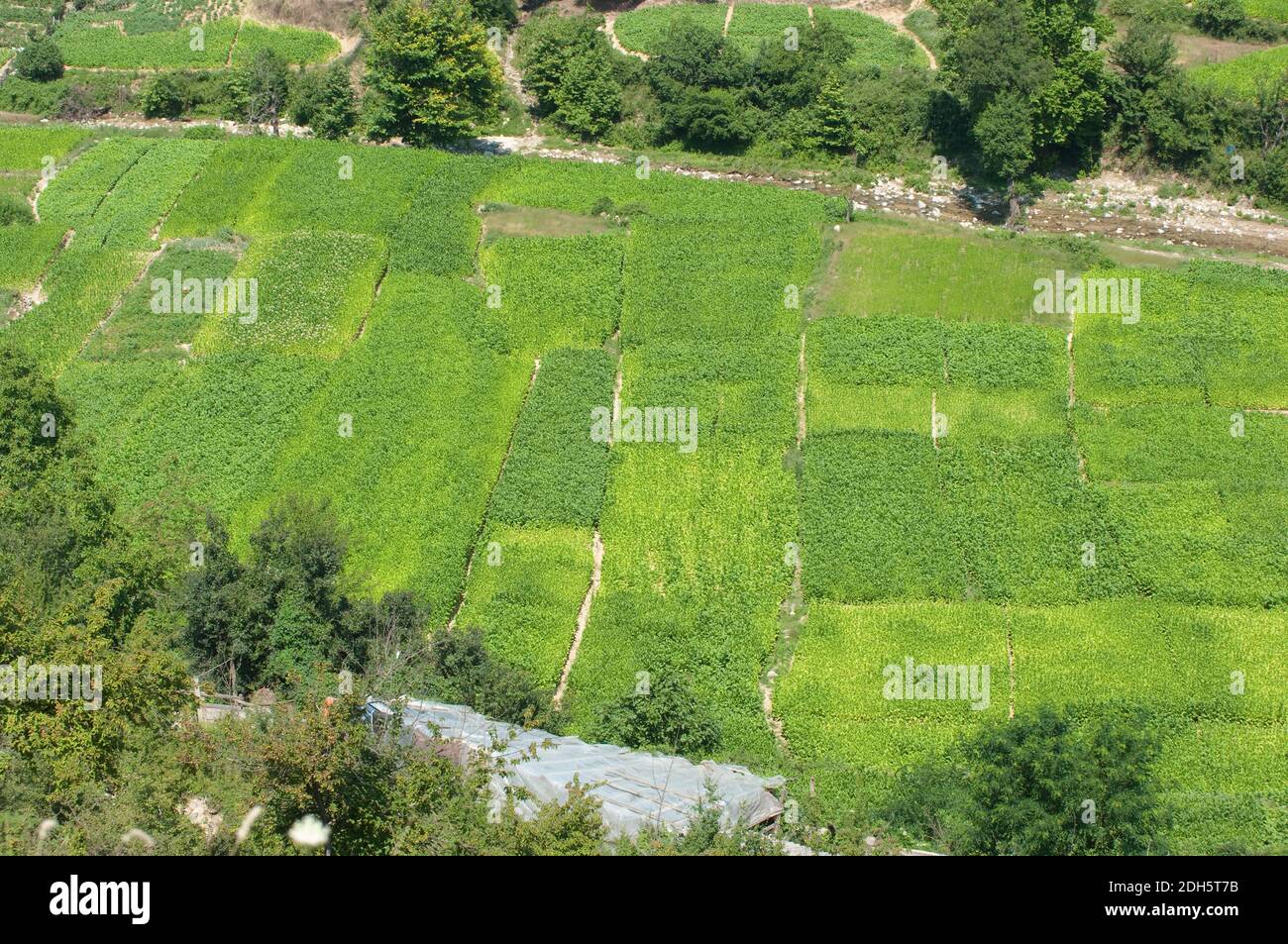 aerial view of green tobacco fields Stock Photo - Alamy