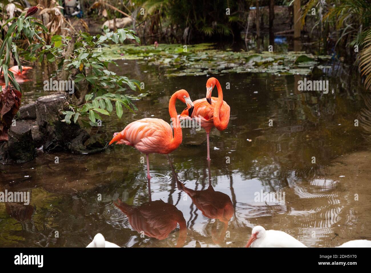 Wading pink Caribbean flamingo birds Phoenicopterus ruber in a pond in ...