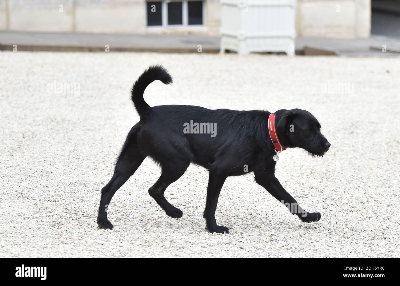 Nemo, adopted dog from French presidential couple, Emmanuel Macron and ...