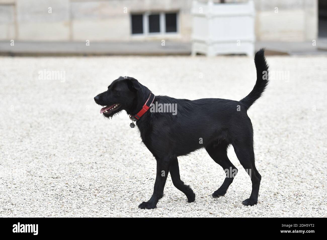 Brigitte macron nemo hi-res stock photography and images - Alamy