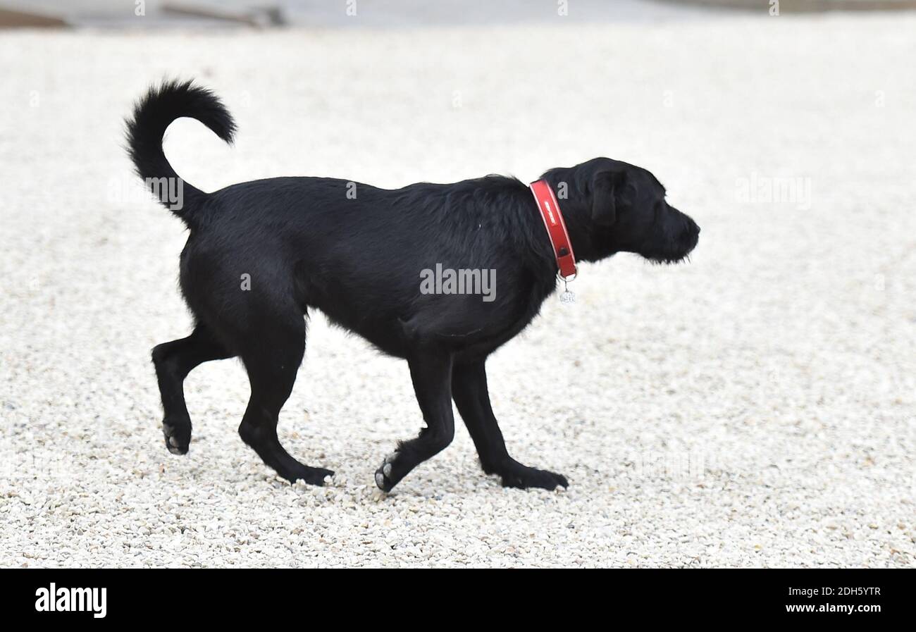 Nemo, adopted dog from French presidential couple, Emmanuel Macron and ...