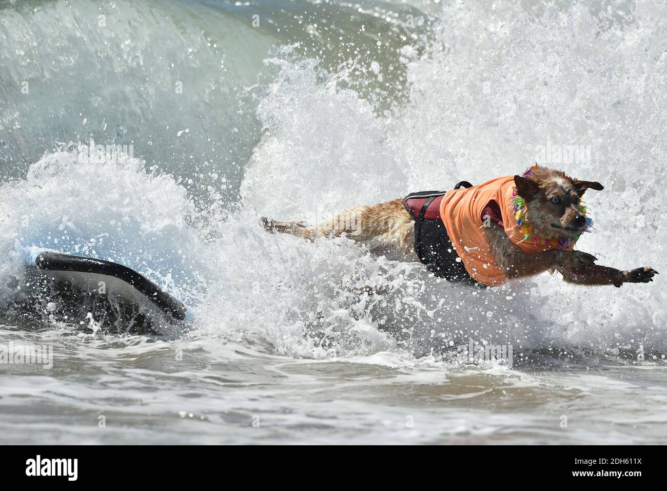 A Surf Dog rides a wave during the 9th annual Surf City Surf Dog event ...
