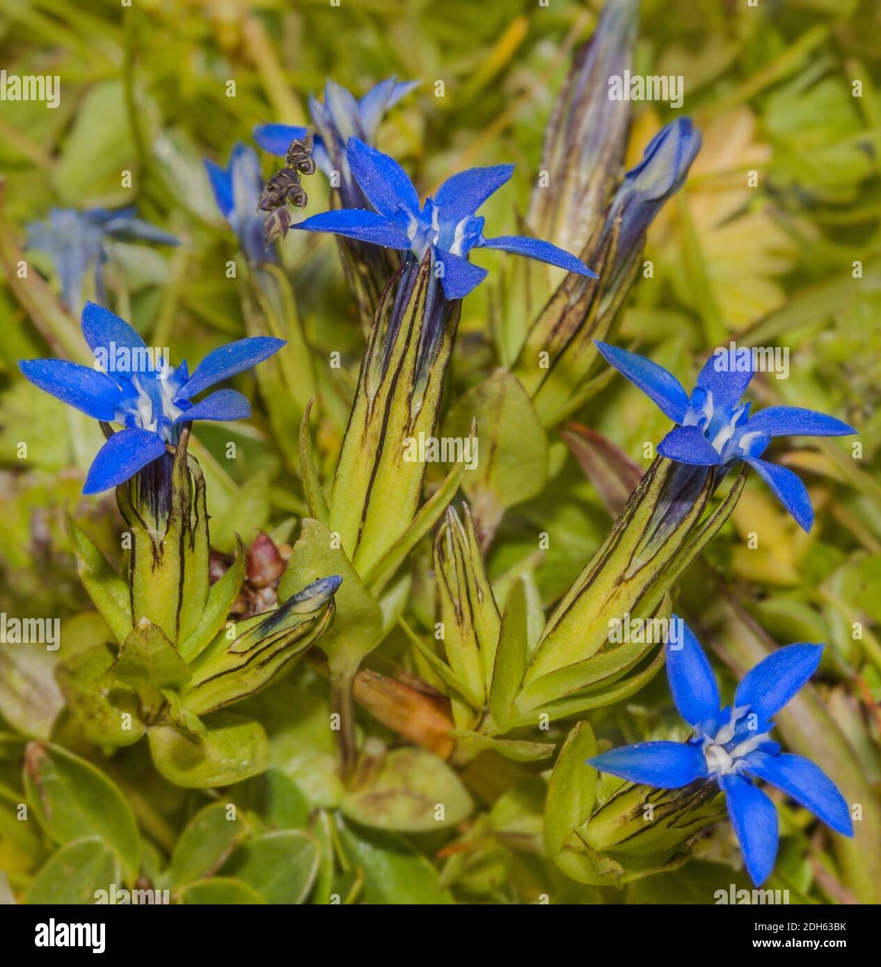 Bladder hi-res stock photography and images - Alamy