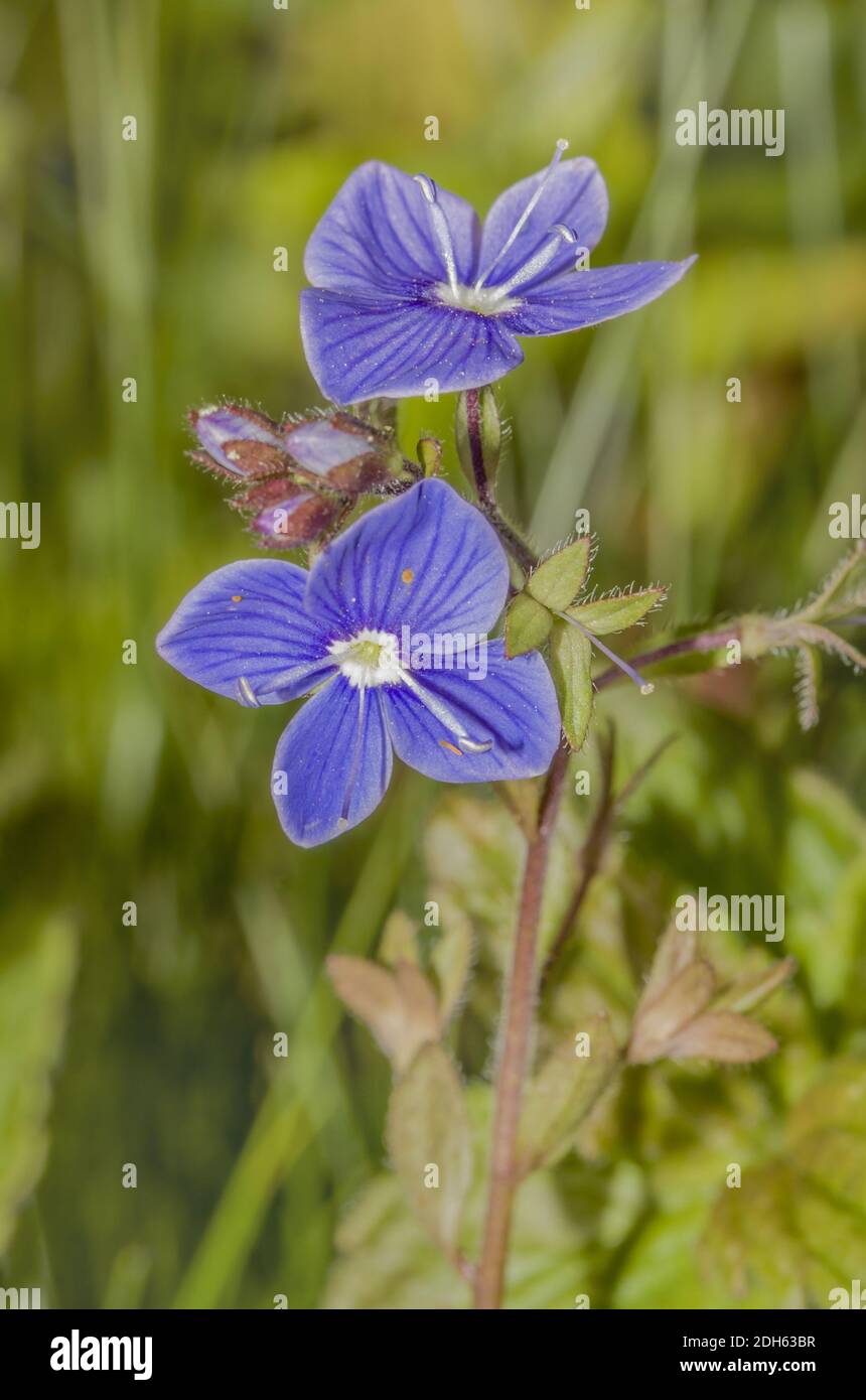 Alpine-speedwell 'Veronica alpina' Stock Photo - Alamy