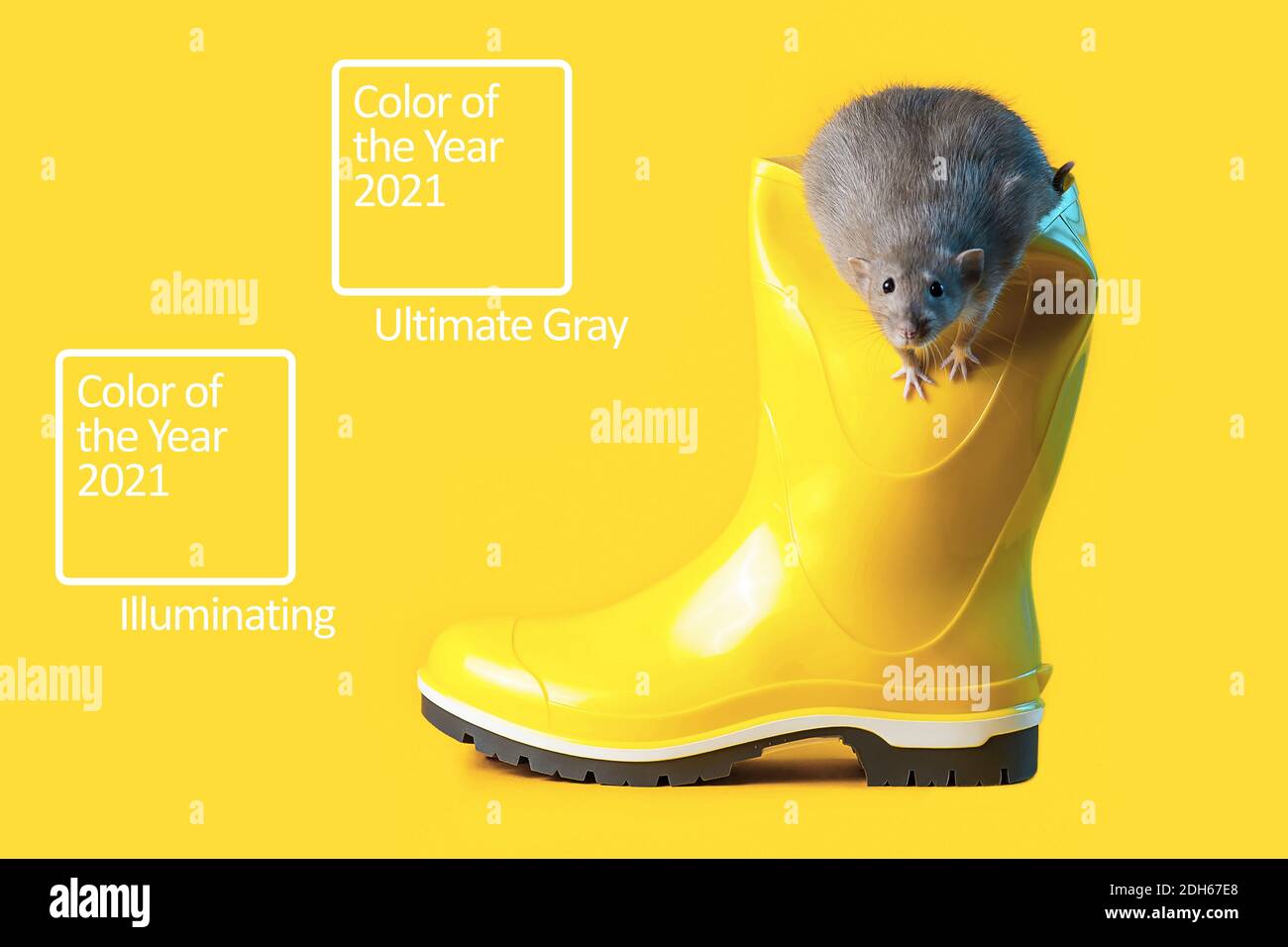 decorative rat in bright yellow rubber boot on blue background ...