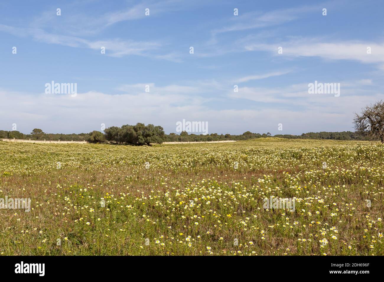 Spring in Mallorca Stock Photo - Alamy