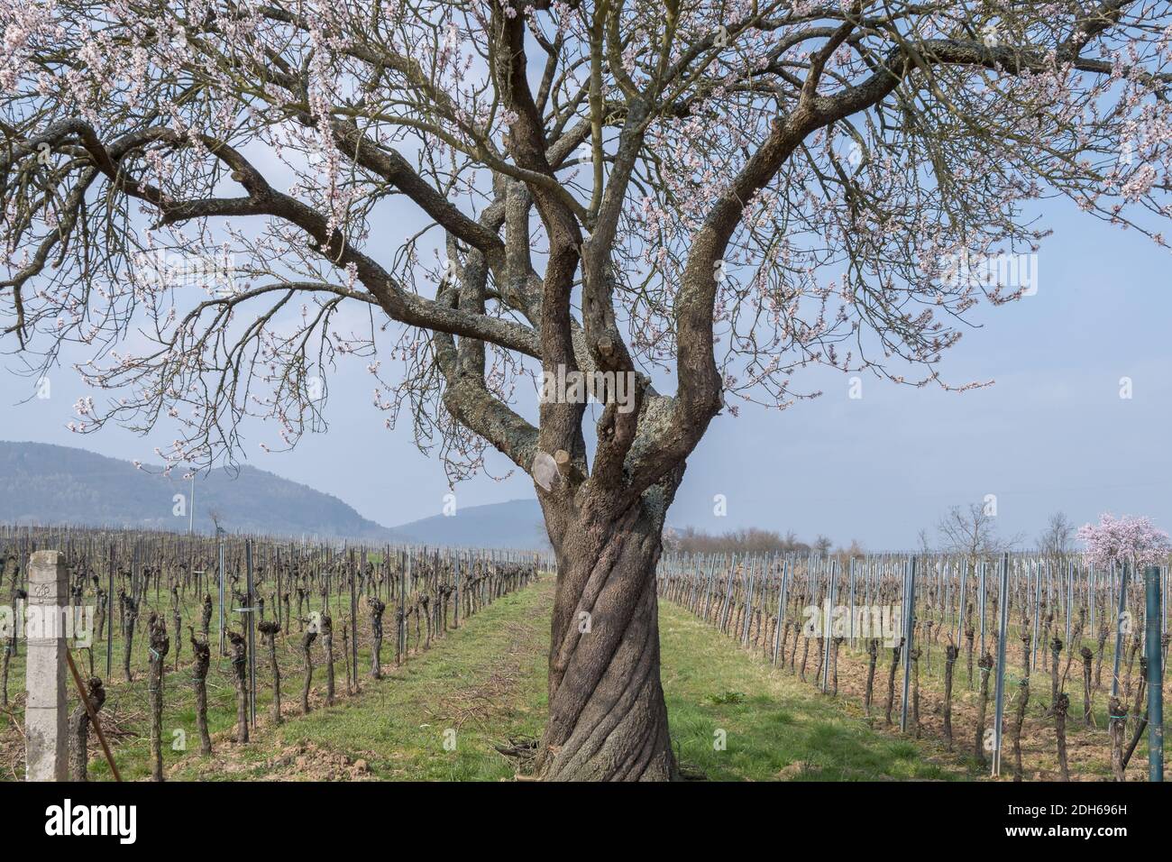 An old almond tree (Prunus dulcis) in the vineyard Stock Photo - Alamy