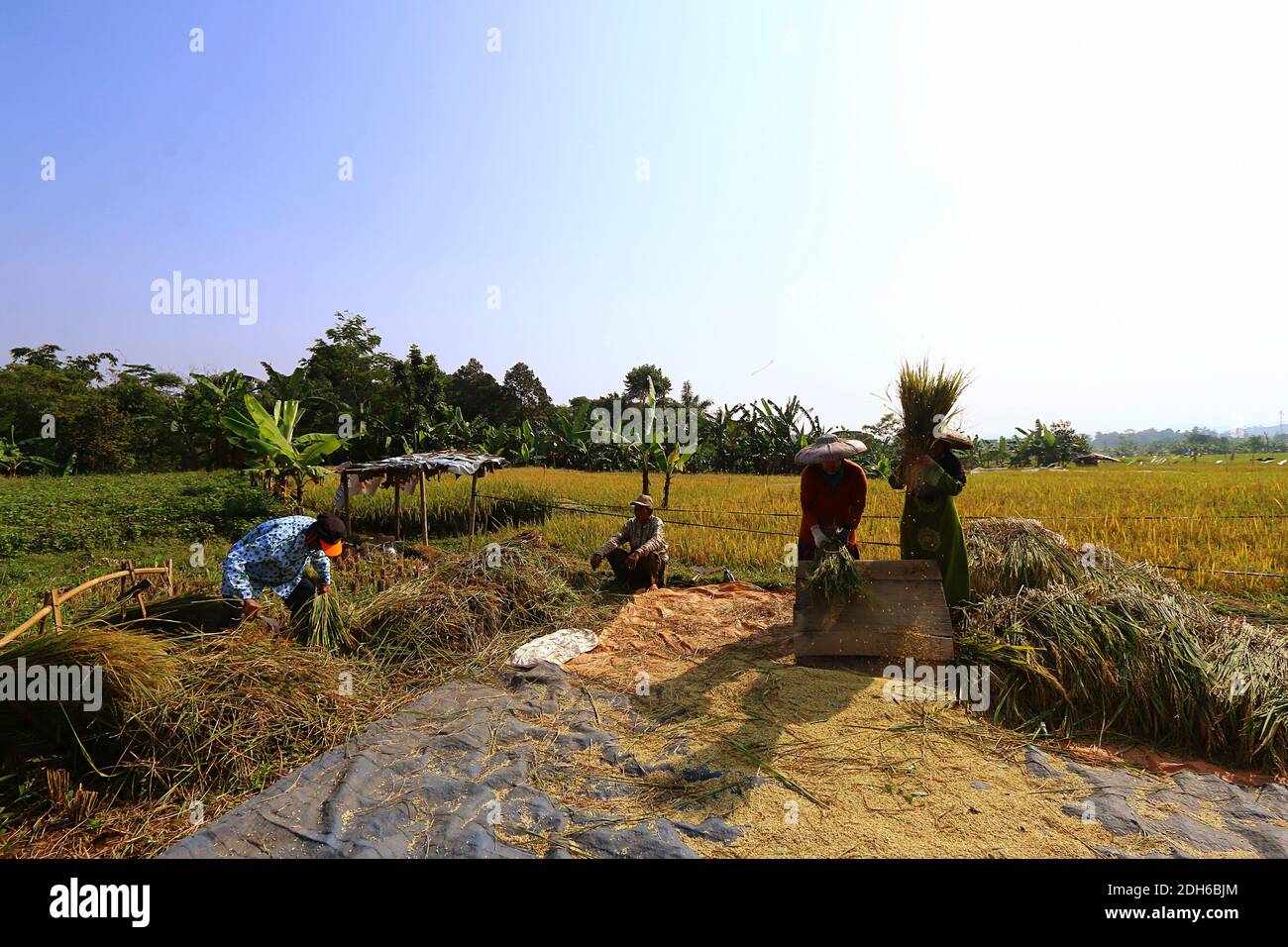 Harvesting Rice Paddy in a Field Stock Photo - Alamy