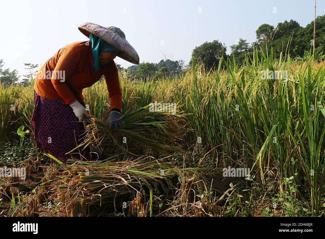 Harvesting Rice Paddy in a Field Stock Photo - Alamy