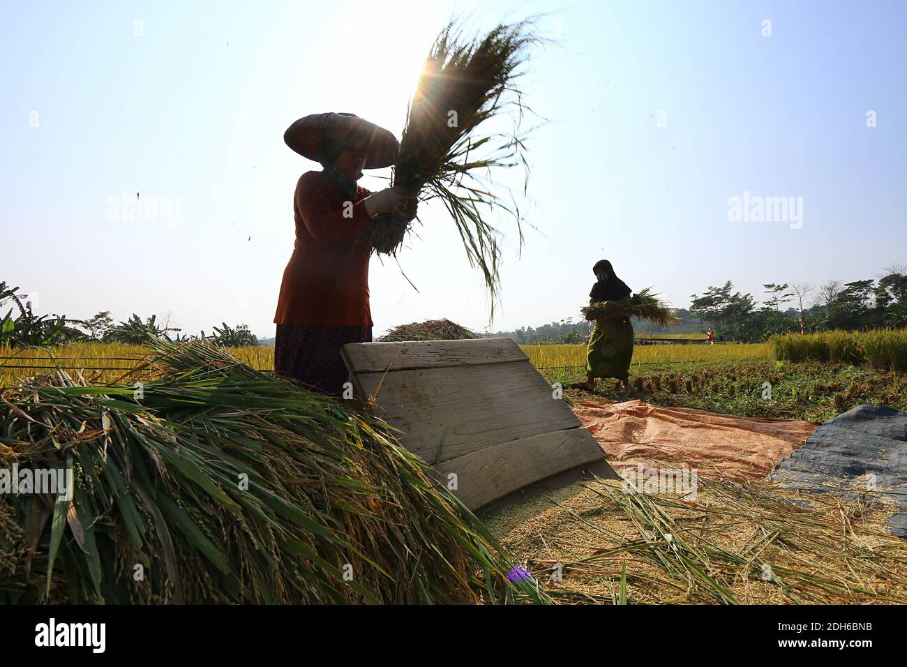 Harvesting Rice Paddy in a Field Stock Photo - Alamy