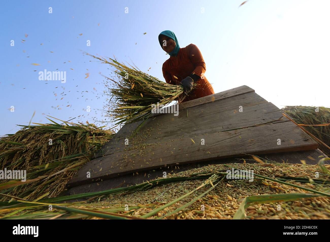 Harvesting Rice Paddy in a Field Stock Photo - Alamy