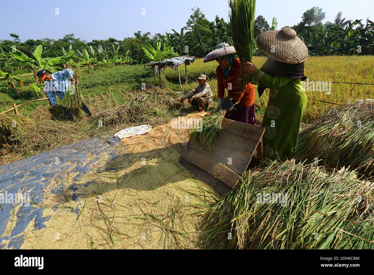 Harvesting Rice Paddy in a Field Stock Photo - Alamy