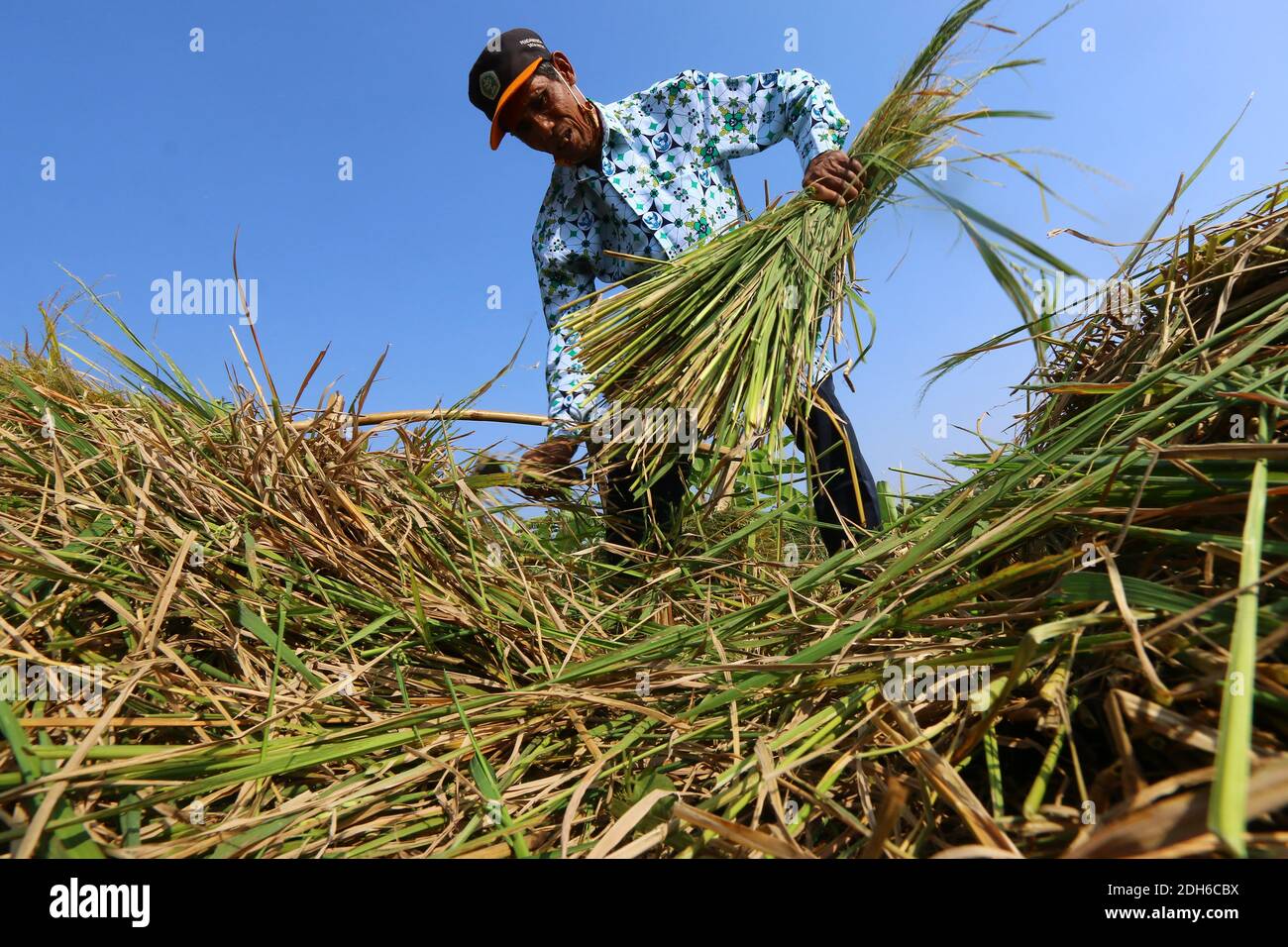 Harvesting Rice Paddy in a Field Stock Photo - Alamy