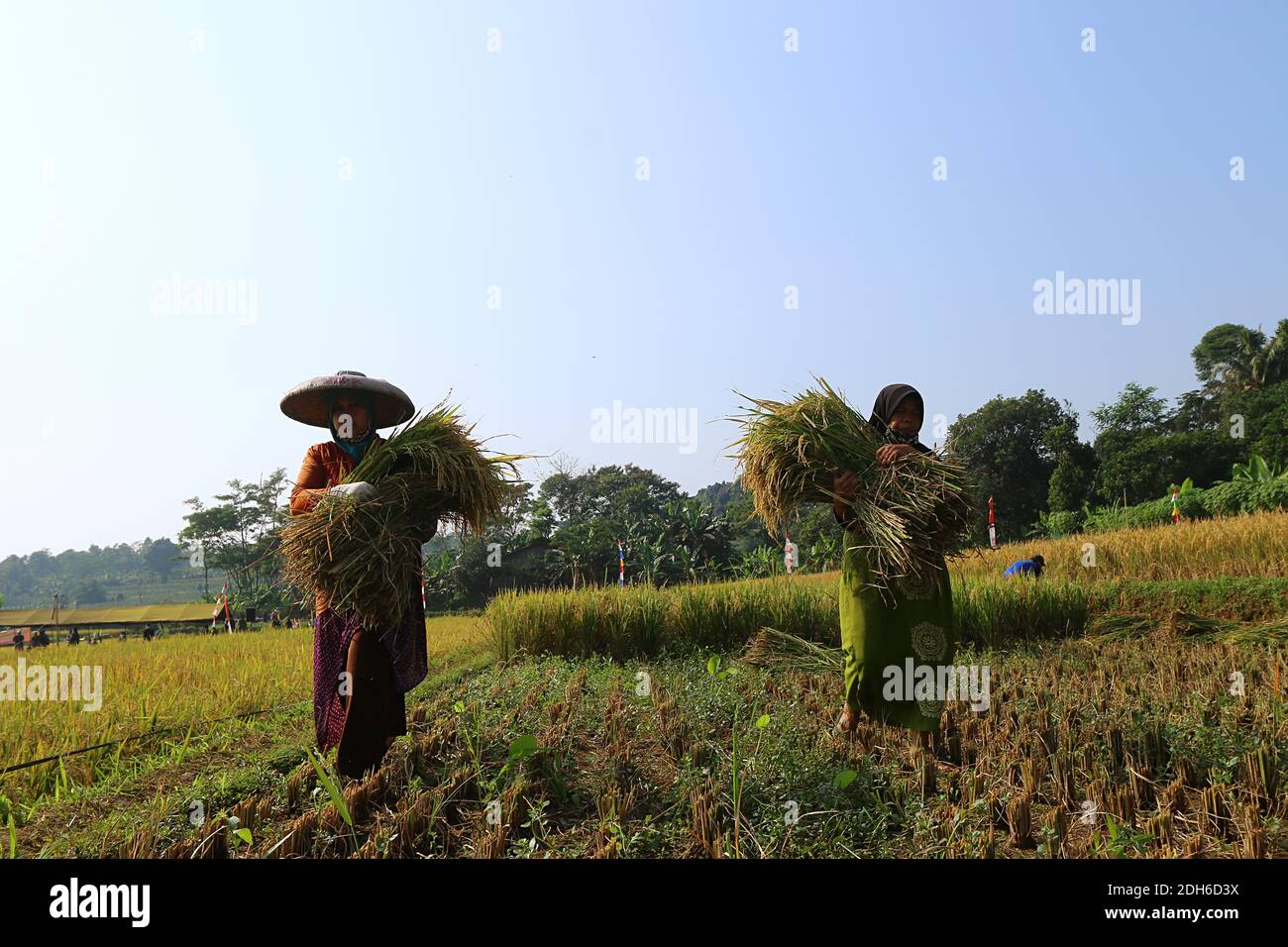 Harvesting Rice Paddy in a Field Stock Photo - Alamy