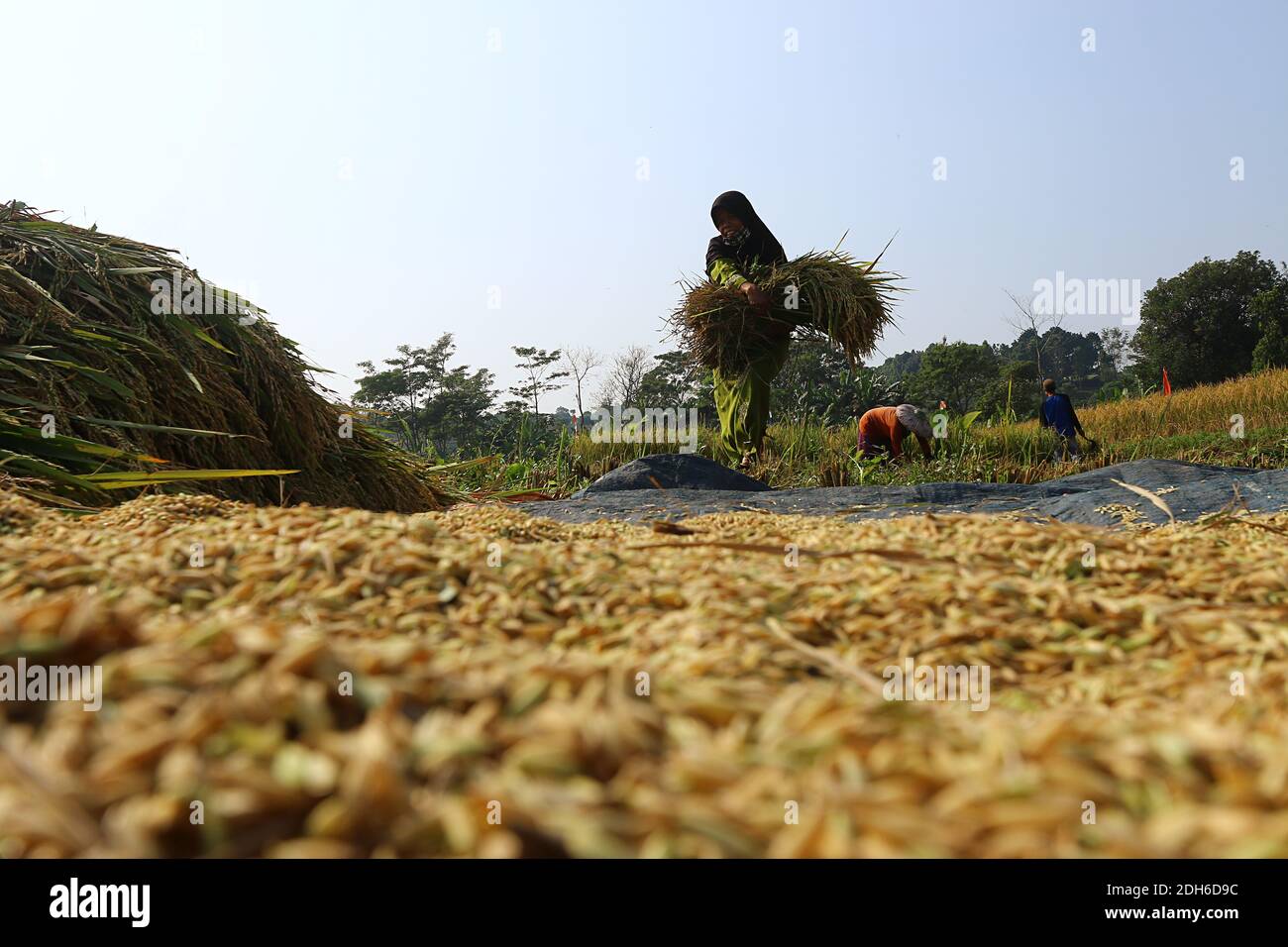 Harvesting Rice Paddy in a Field Stock Photo - Alamy