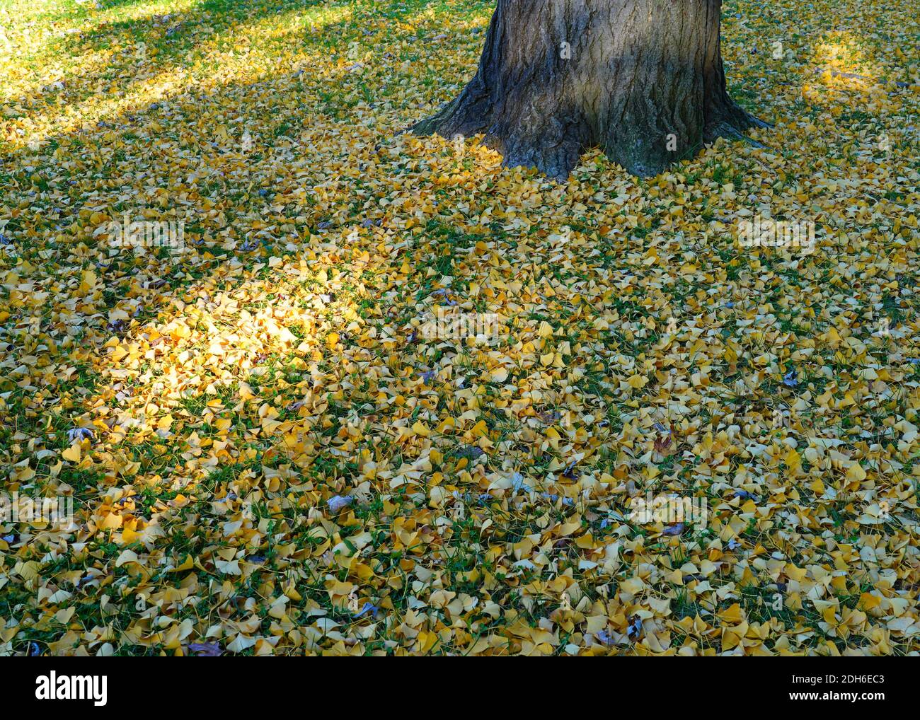 Fan Shaped Leaves High Resolution Stock Photography and Images - Alamy