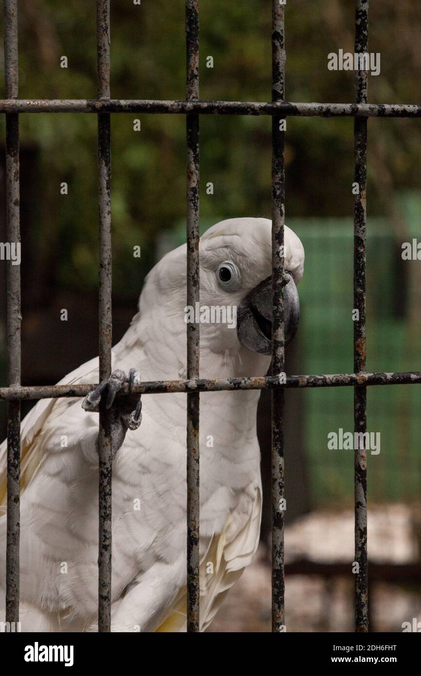 Funny White crested cockatoo Cacatua alba in captivity in a large cage ...