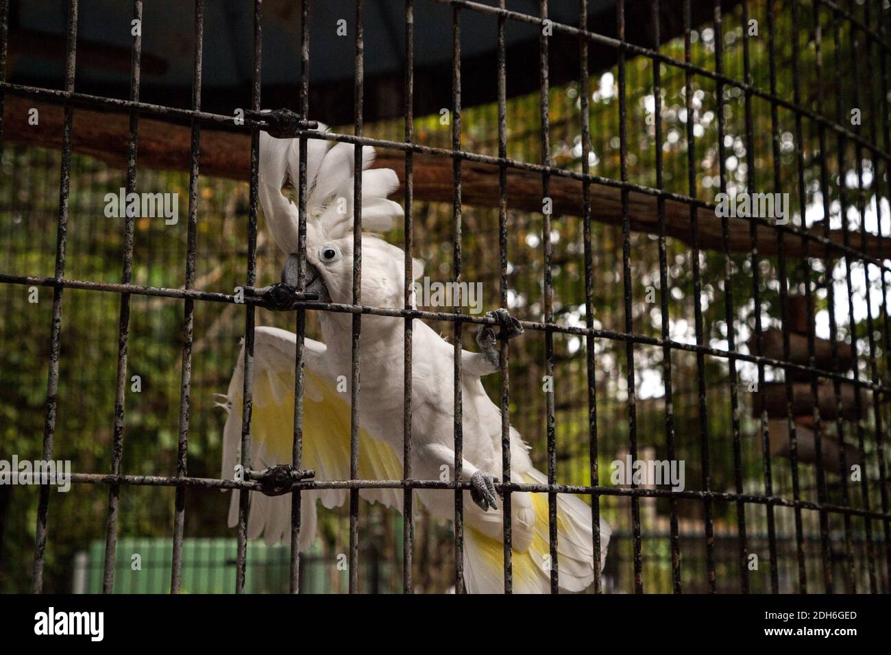 Funny White crested cockatoo Cacatua alba in captivity in a large cage ...