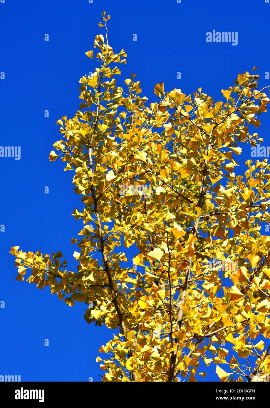 Yellow fan-shaped leaves of the ginkgo biloba tree in autumn Stock ...