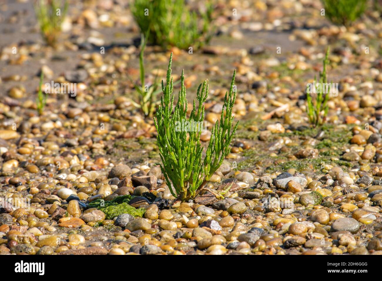 Edible marsh samphire hi-res stock photography and images - Alamy