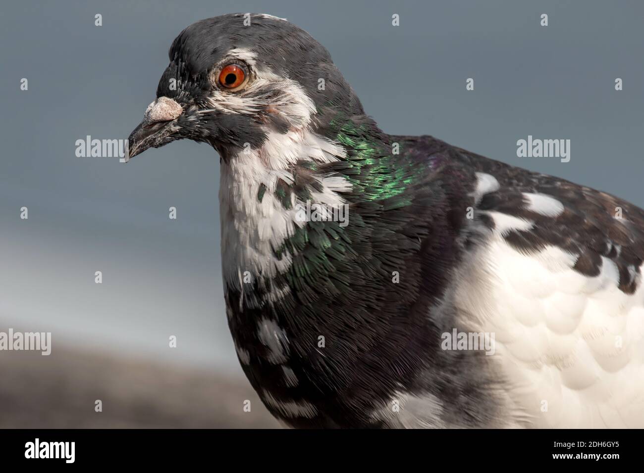 Pigeon beautiful plumage hi-res stock photography and images - Alamy
