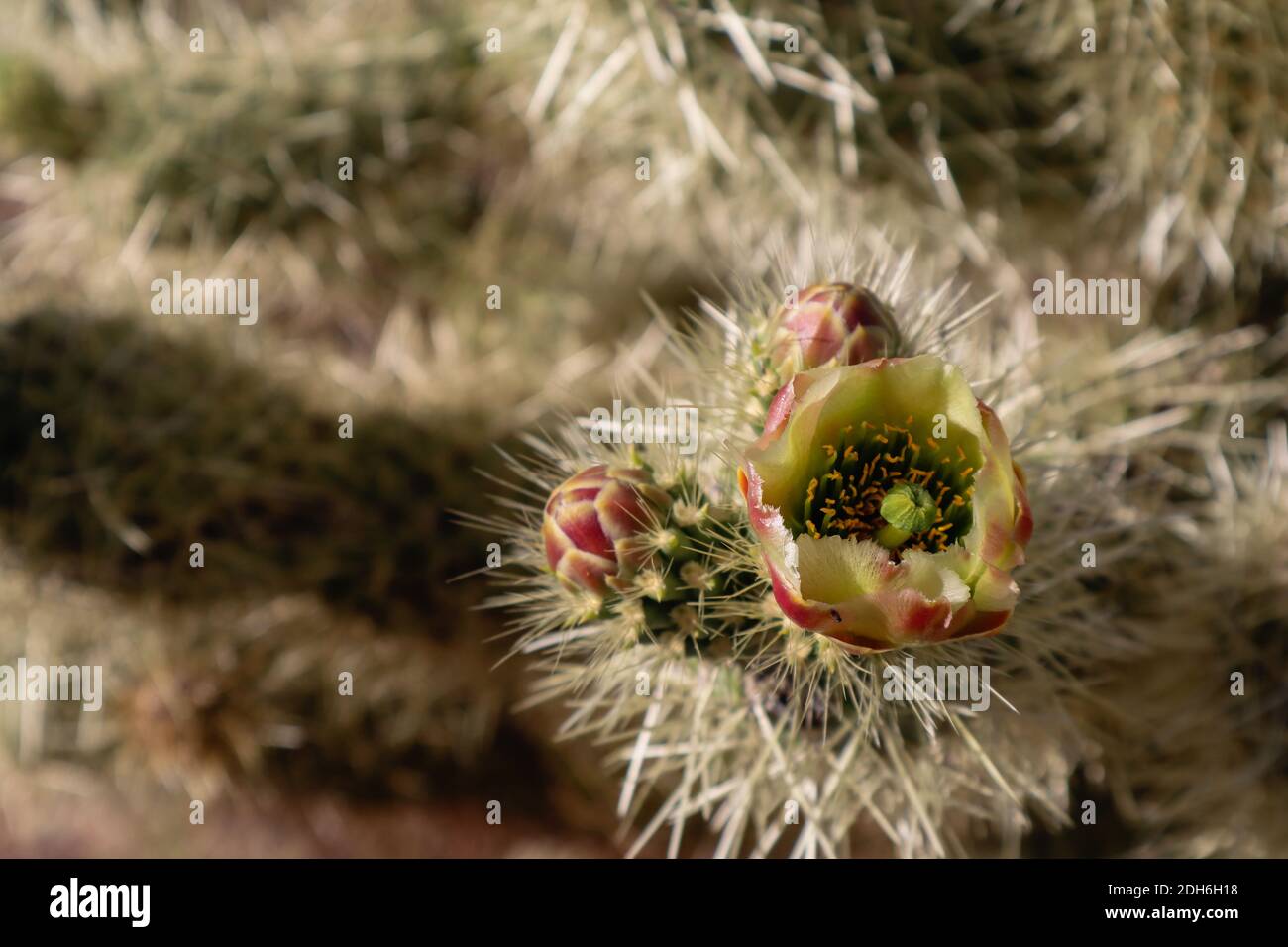 Cholla Cactus Flower in Scottsdale Arizona Stock Photo - Alamy
