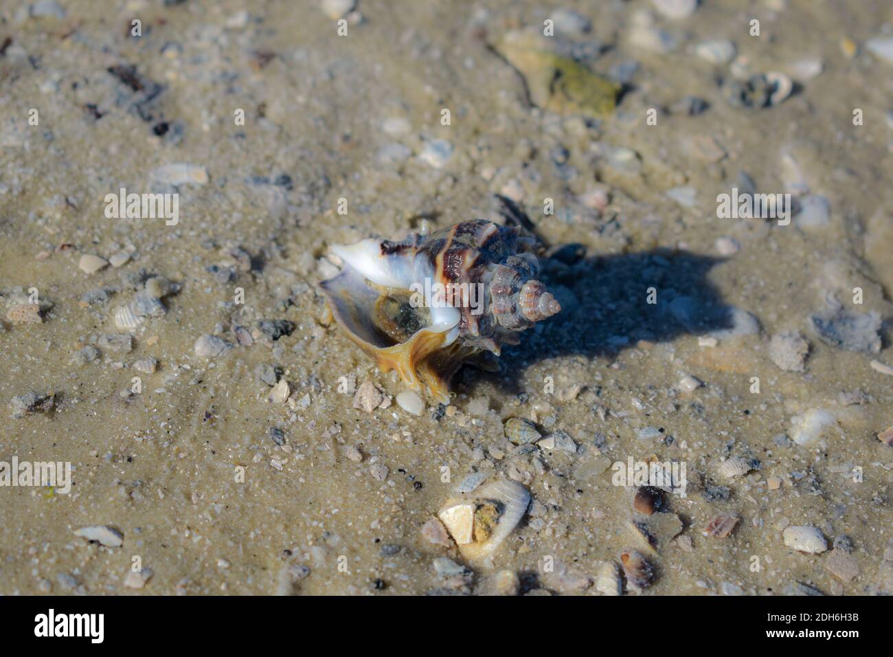 Florida Fighting Conch Stock Photo - Alamy