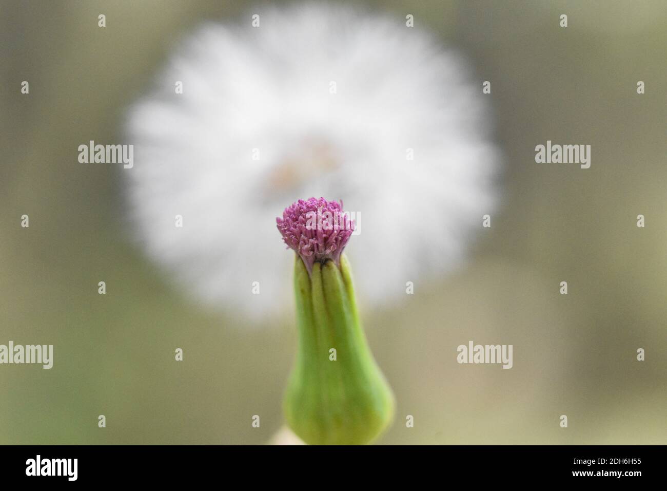 Halo petals hi-res stock photography and images - Alamy
