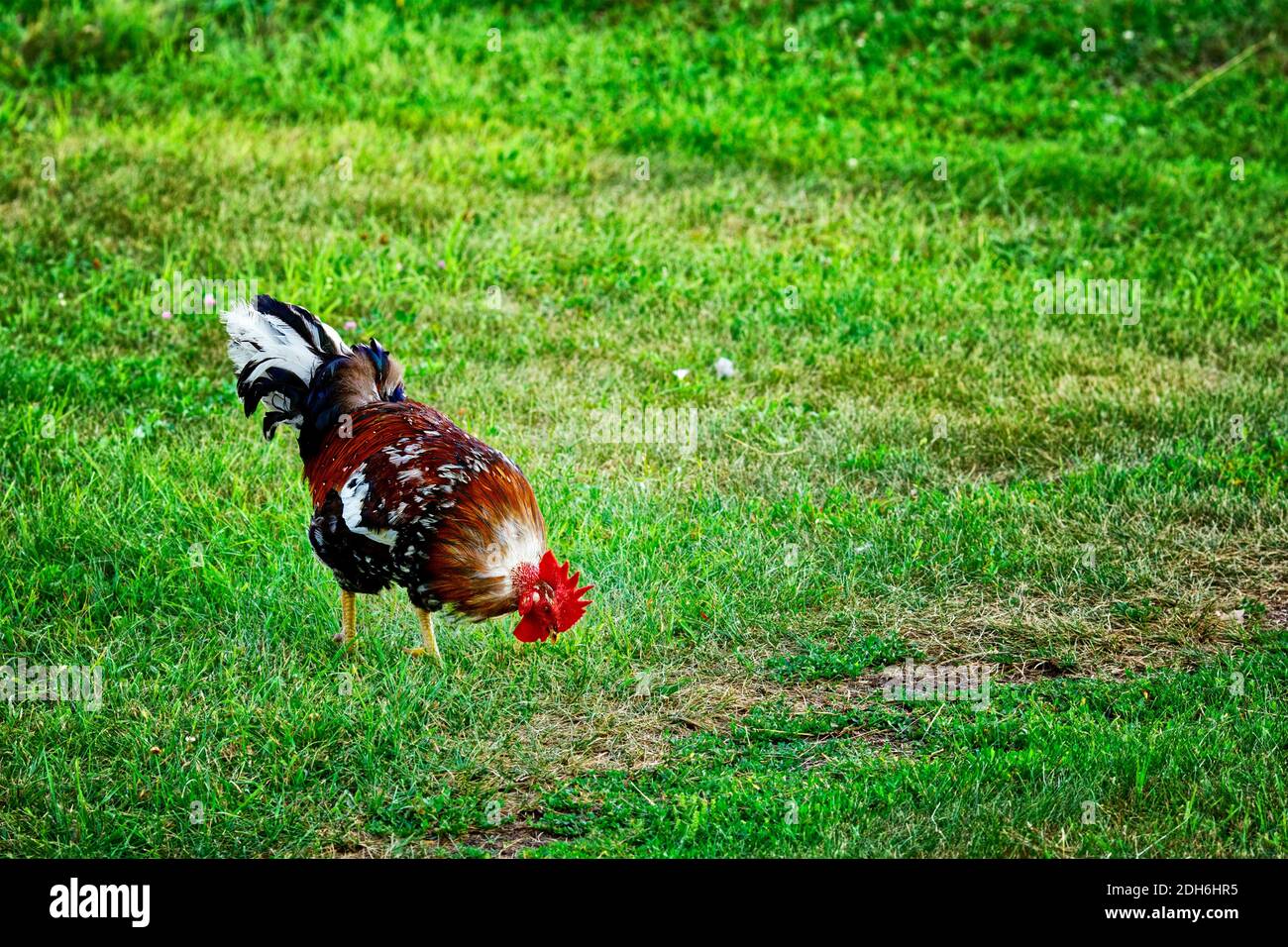 Beautiful rooster hi-res stock photography and images - Alamy