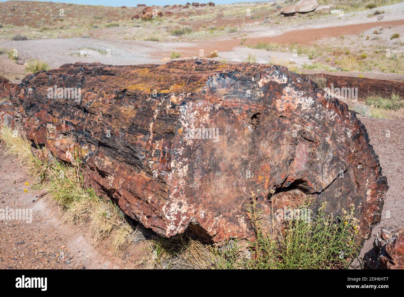 Petrified log in Petrified Forest National Park, Arizona Stock Photo ...
