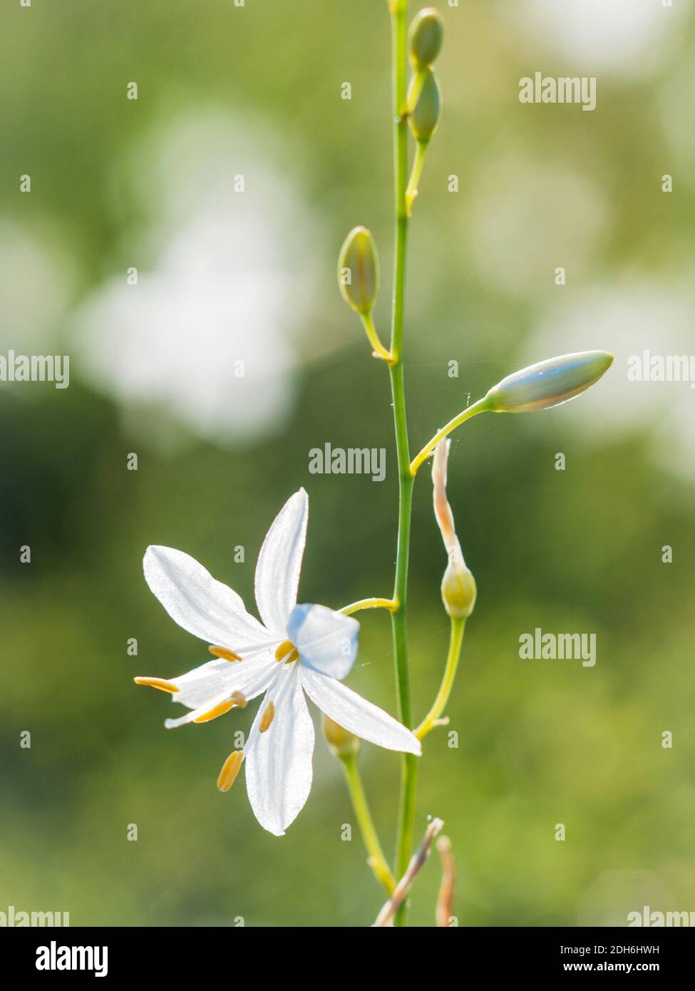 Small white flower in grass hi-res stock photography and images - Alamy