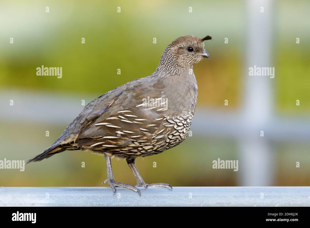 California valley quail hi-res stock photography and images - Alamy