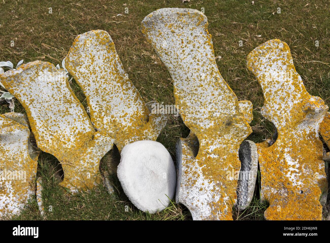 Spine disk of a whale skeleton, Saunders Island, Falkland Islands Stock ...