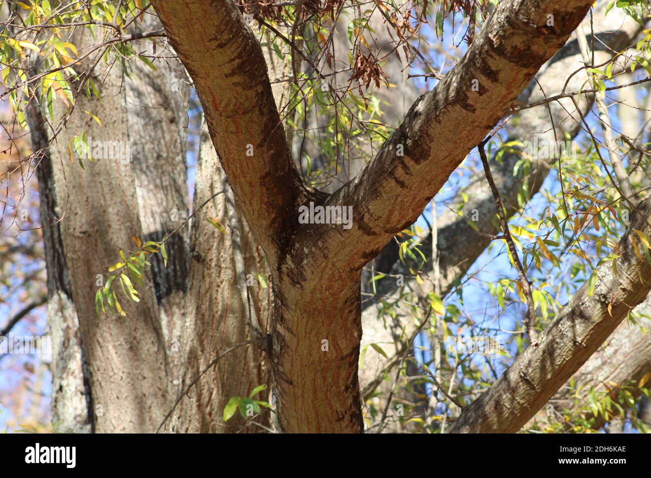 Y tree hi-res stock photography and images - Alamy