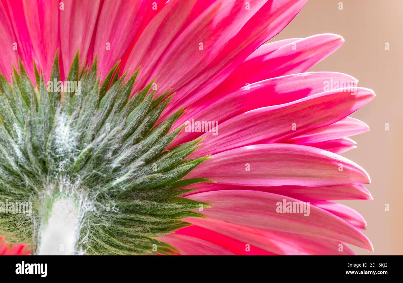 A pink Gerbera flower seen from below - perfect for wallpapers Stock ...