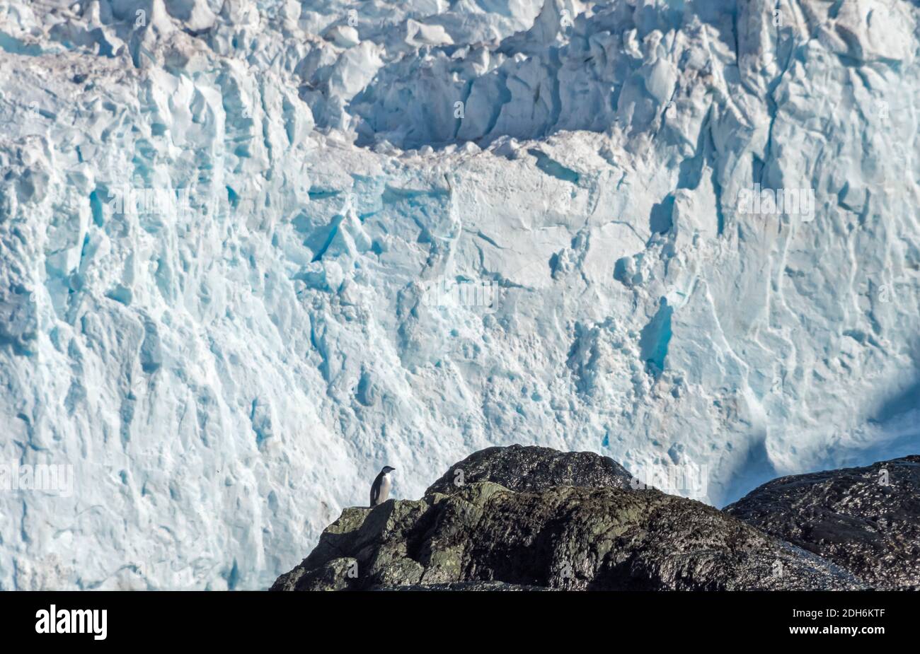 Penguin at Point Wild, Elephant Island, Antarctica Stock Photo - Alamy