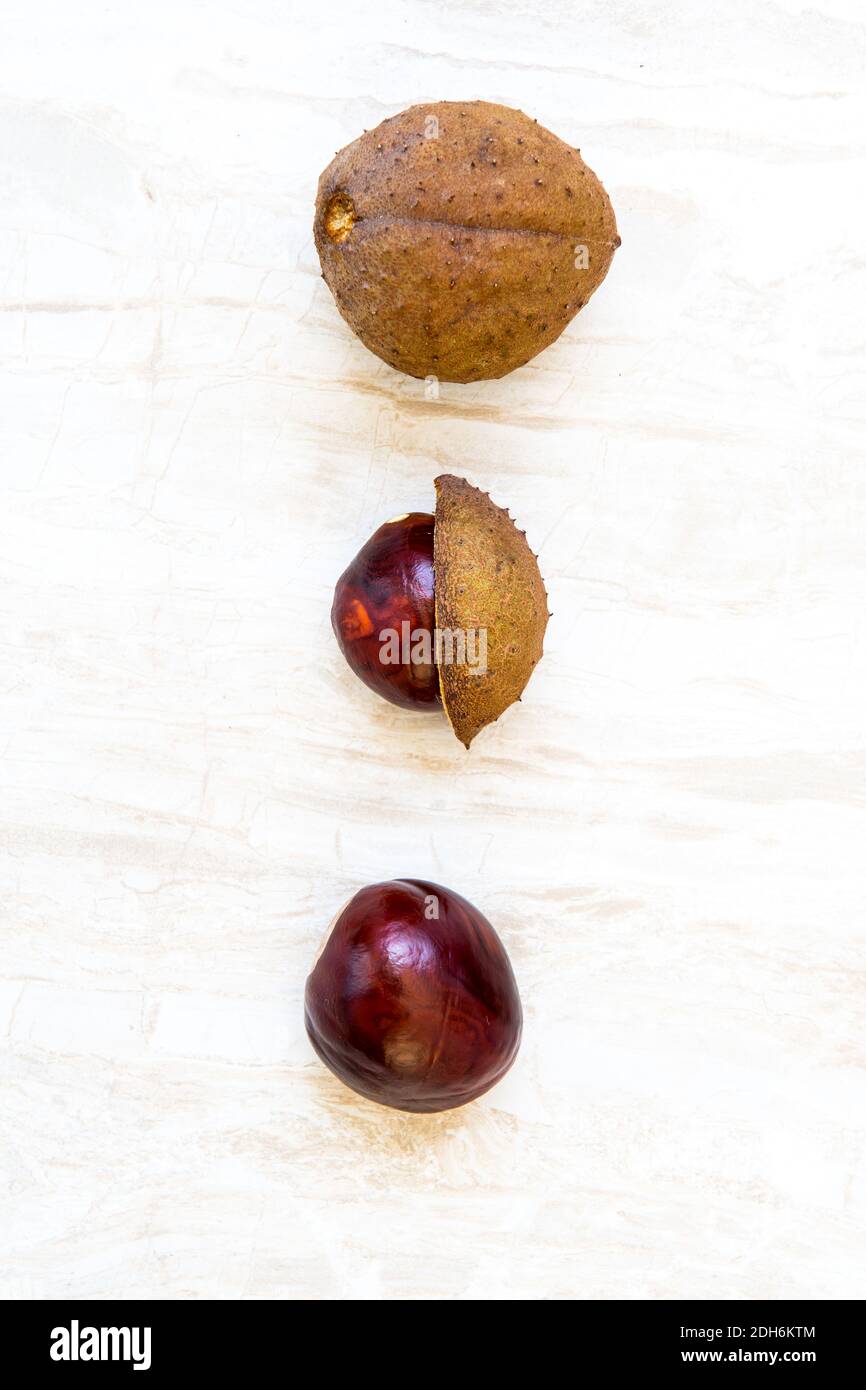 Buckeye Chestnut. Fresh conkers isolated on white background with copy ...