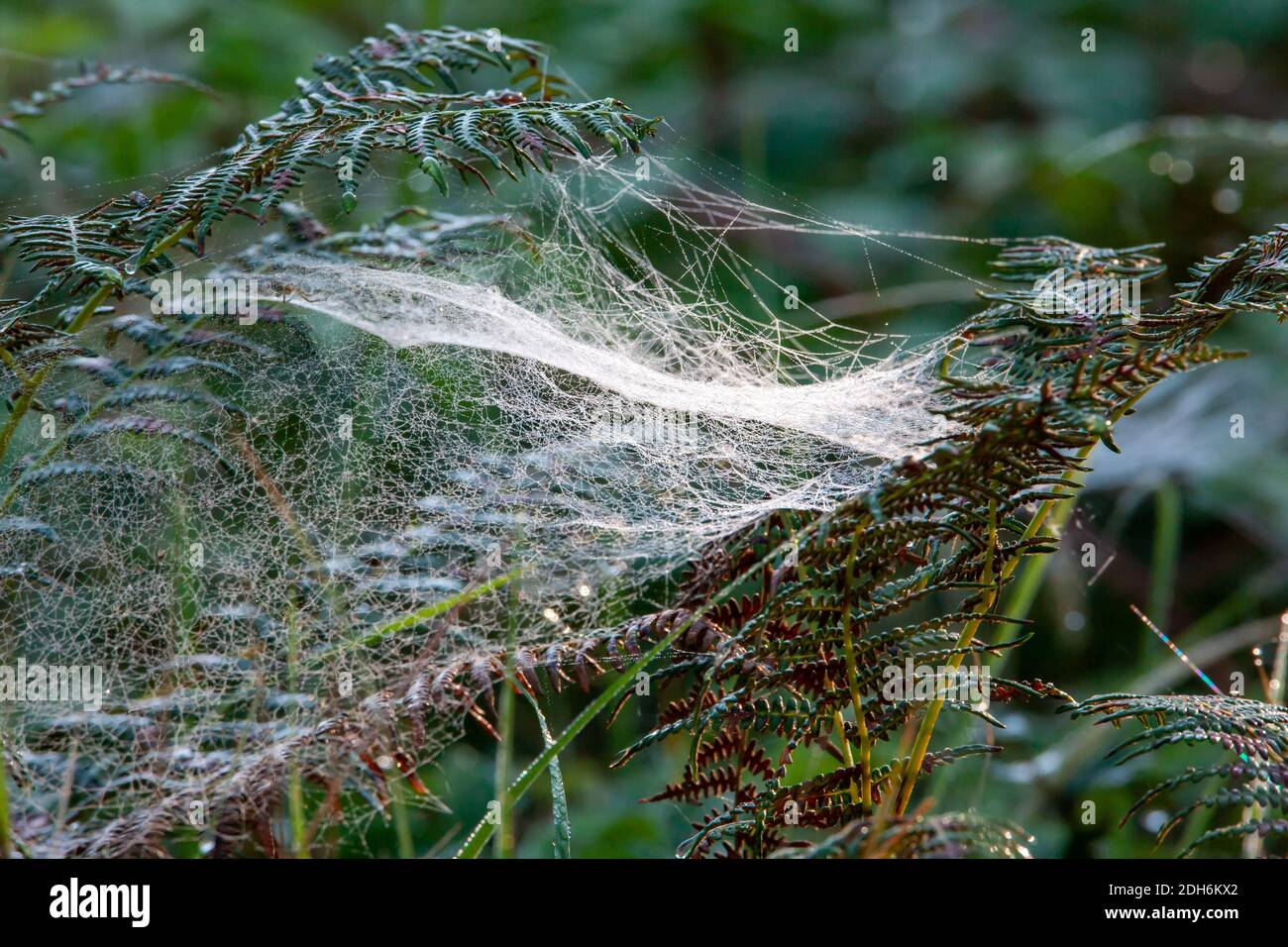 Most beautiful spiders hi-res stock photography and images - Alamy