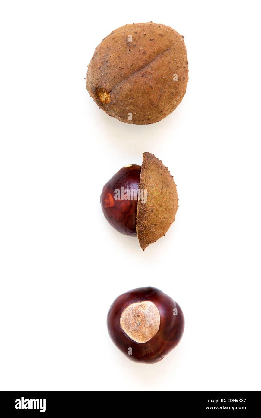 Buckeye Chestnut. Fresh conkers isolated on white background with copy ...