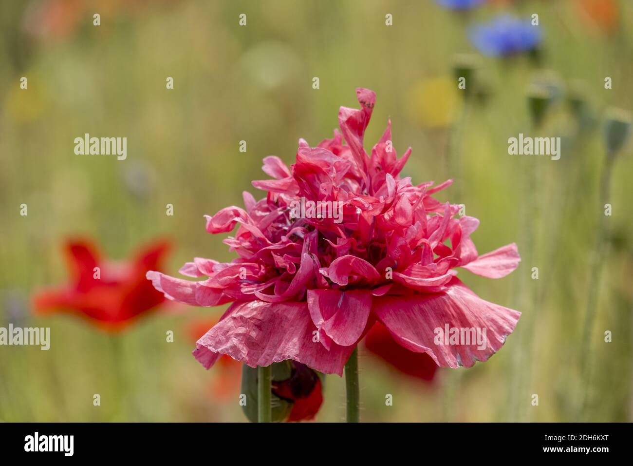Pink papaver hi-res stock photography and images - Alamy