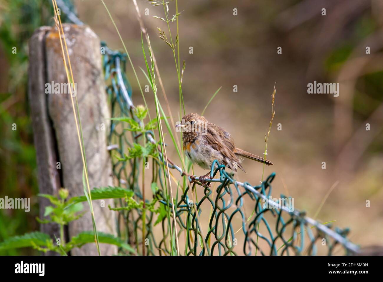 Robin stone hi-res stock photography and images - Alamy